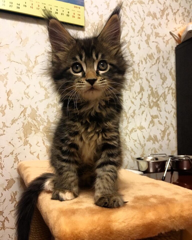 Maine Coone - My Happy Kitty Store