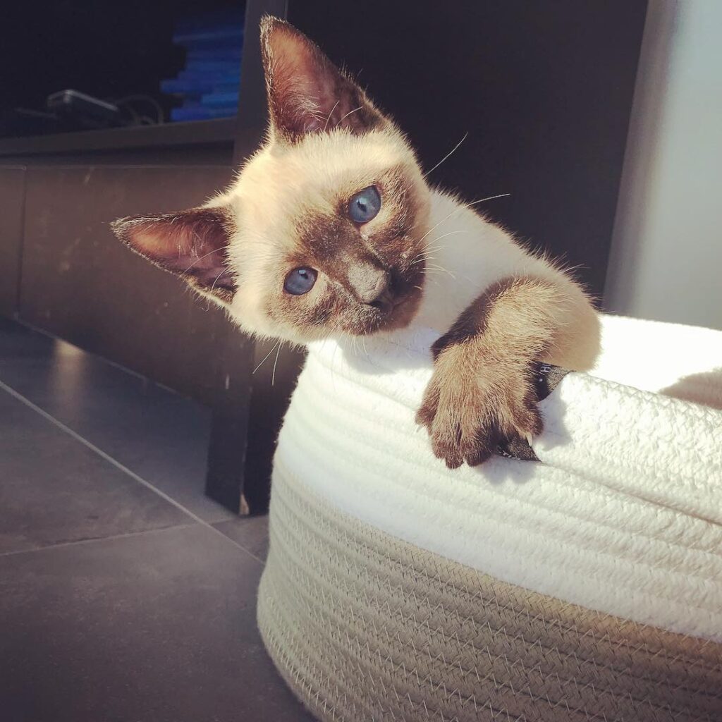 Siamese - My Happy Kitty Store
