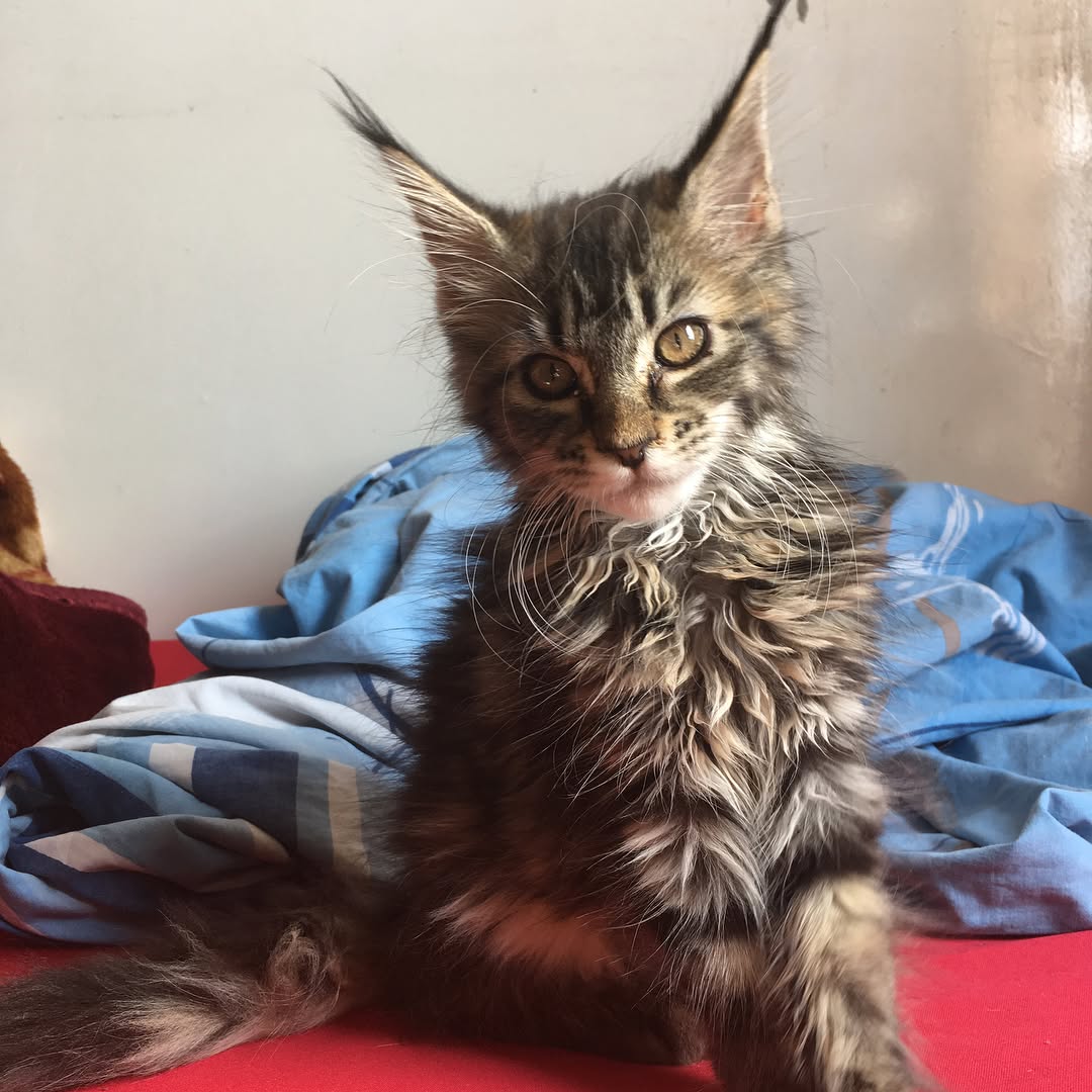 Maine Coone - My Happy Kitty Store